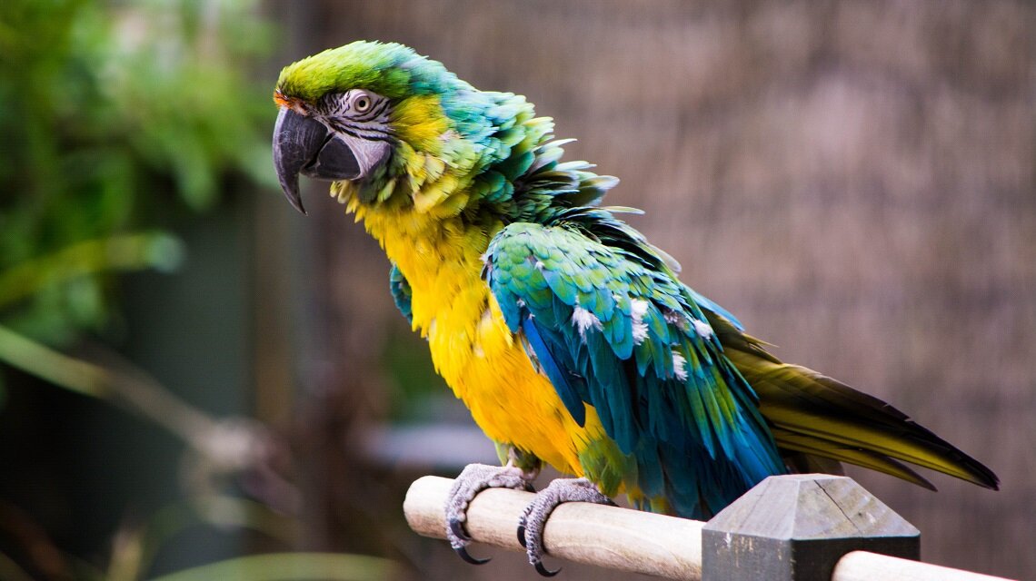 Australia's Science Channel | Colouring up: macaws blush to communicate